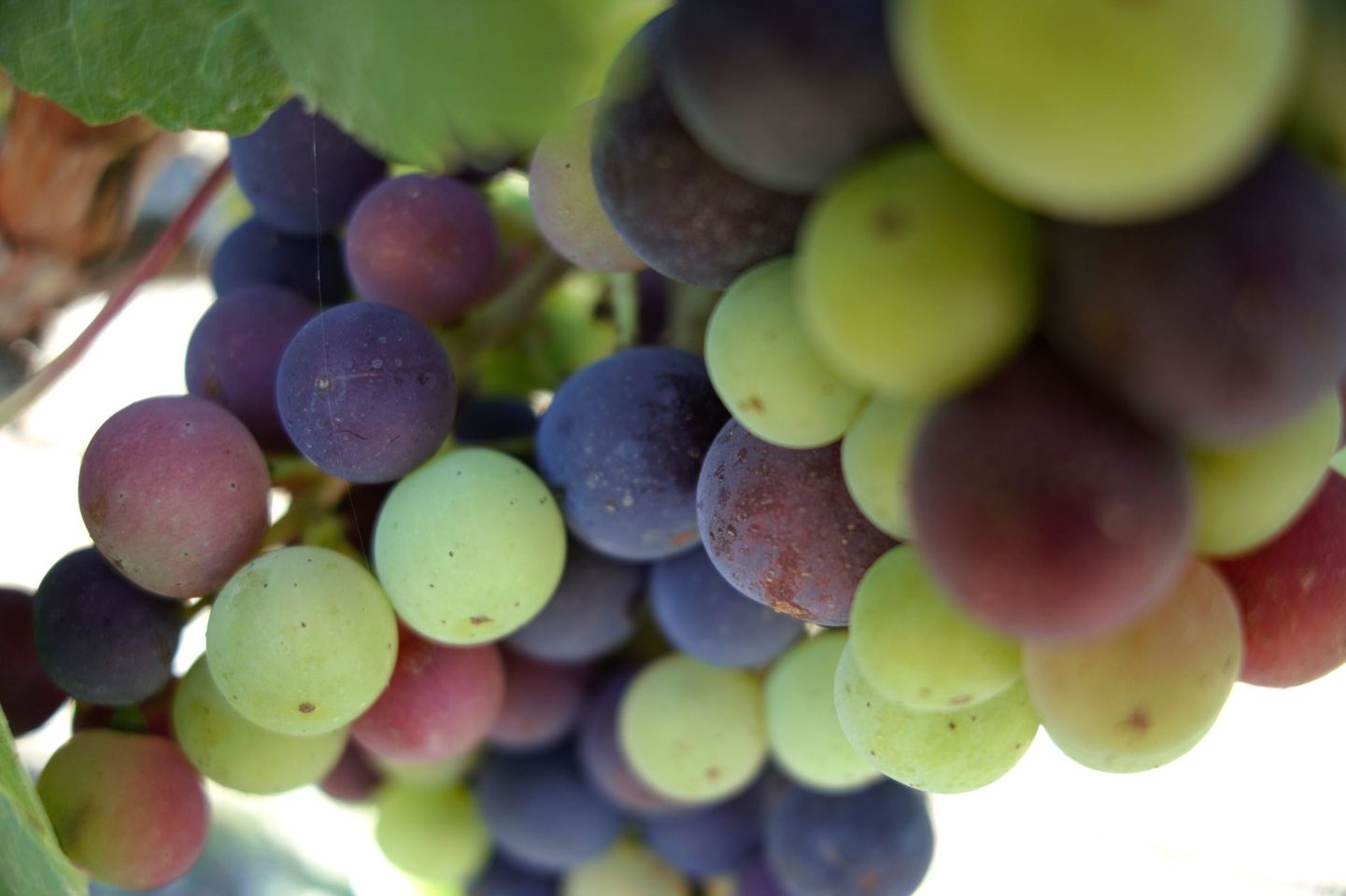 La Véraison - La Maison du Vin de Saint-Estèphe